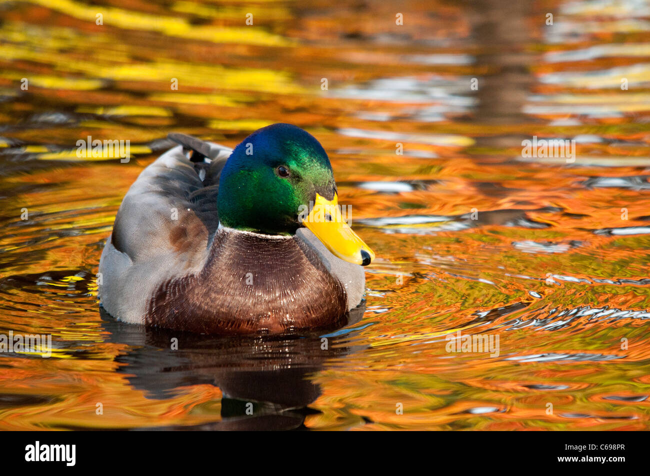 Male Mallard duck and fall colors reflecting on the water Stock Photo ...