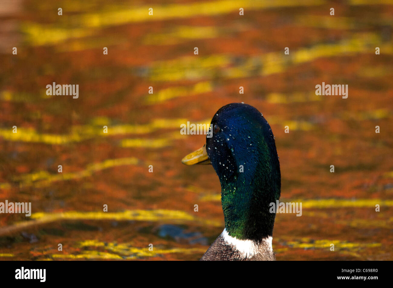 Male Mallard duck and fall colors reflecting on the water Stock Photo ...