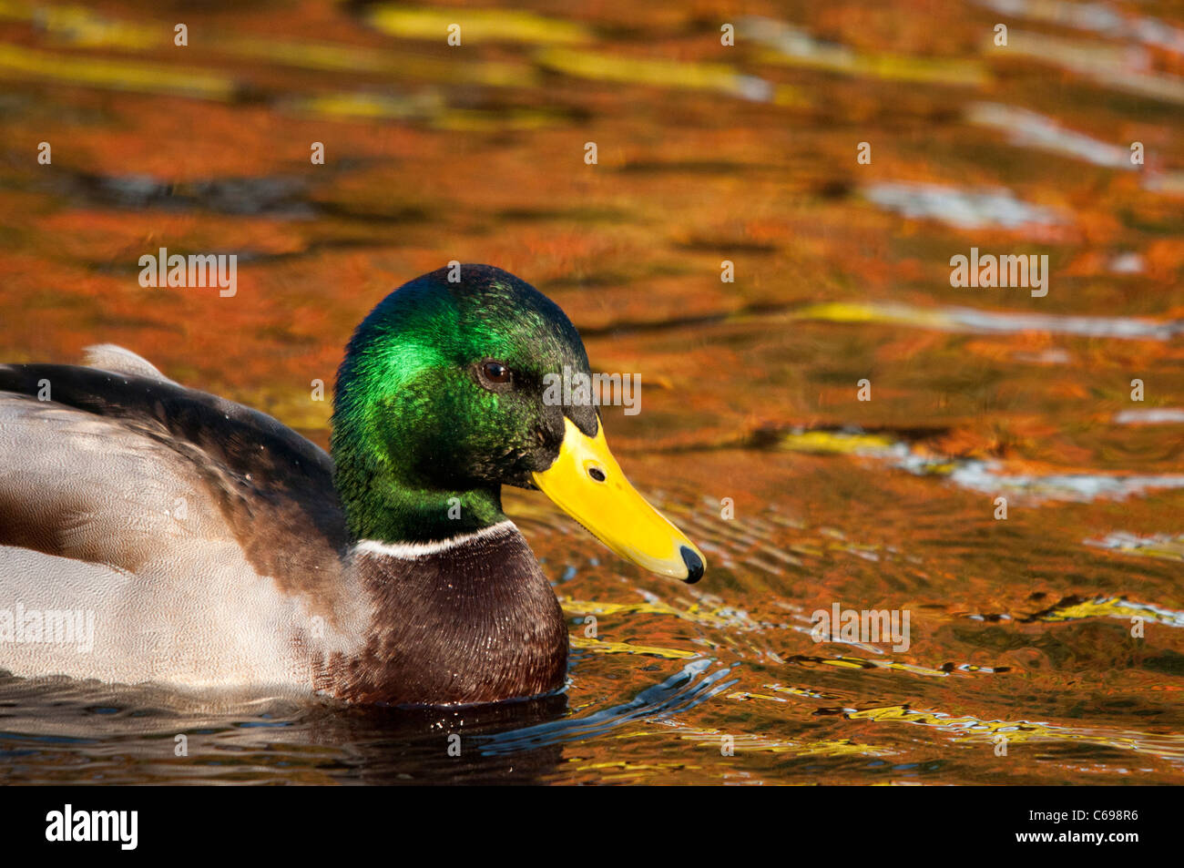Male Mallard duck and fall colors reflecting on the water Stock Photo ...
