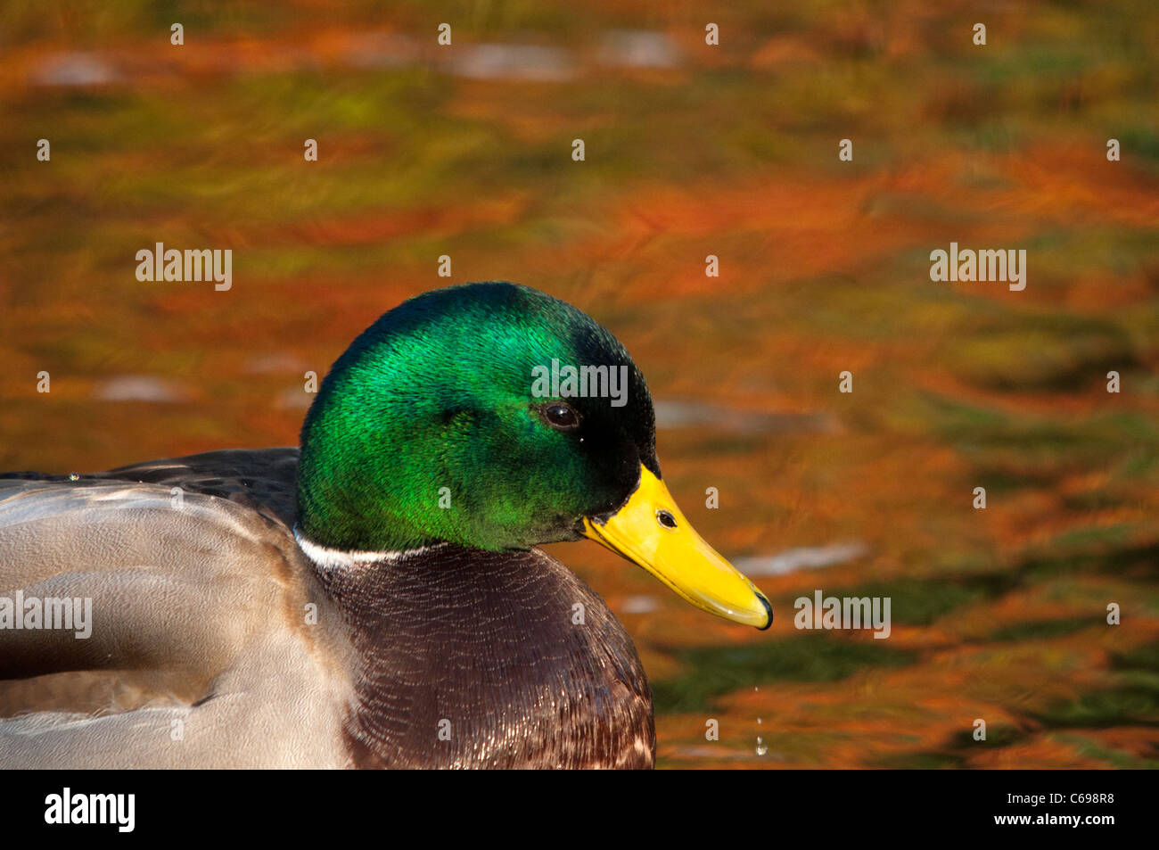 Male Mallard duck and fall colors reflecting on the water Stock Photo ...