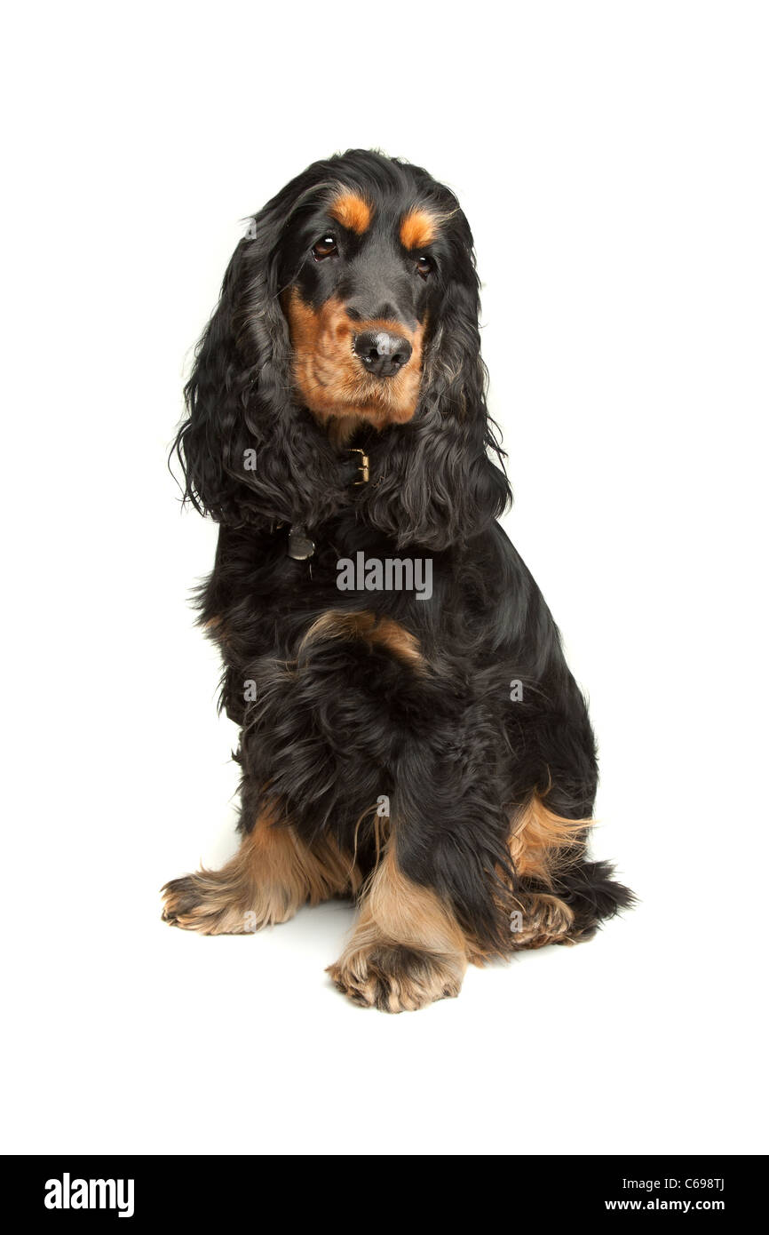 Cocker spaniel hi-res stock photography and images - Alamy