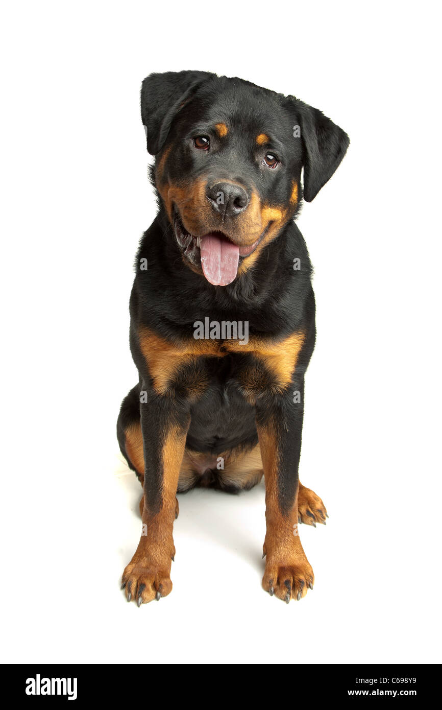 Rottweiler in front of a white background Stock Photo - Alamy
