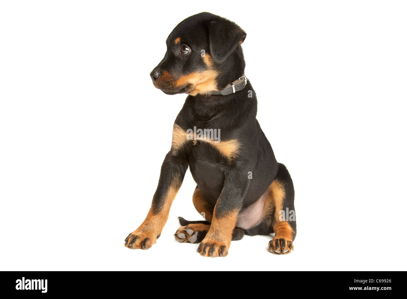 Rottweiler in front of a white background Stock Photo - Alamy