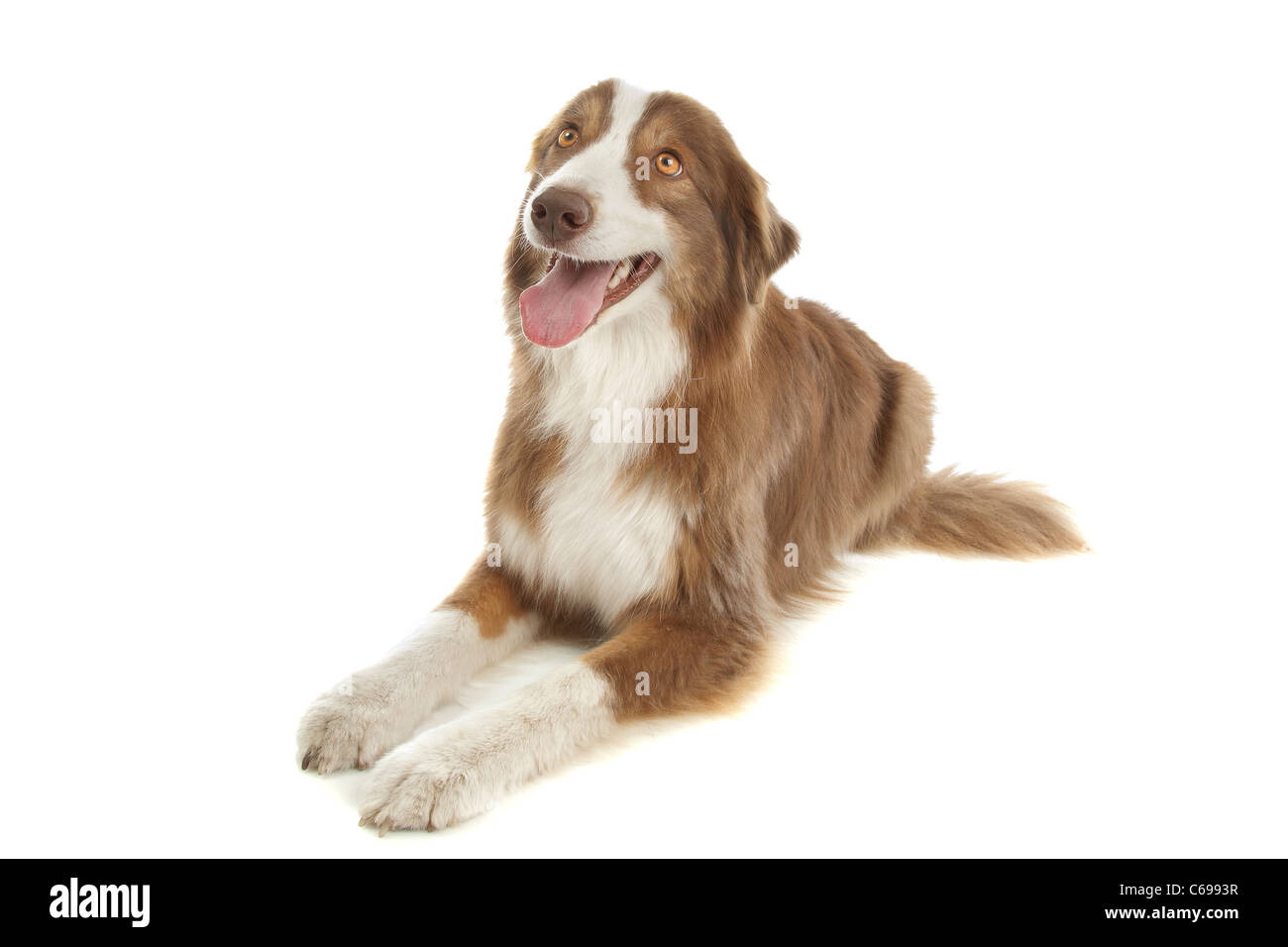 Australian Shepherd in front of a white background Stock Photo - Alamy