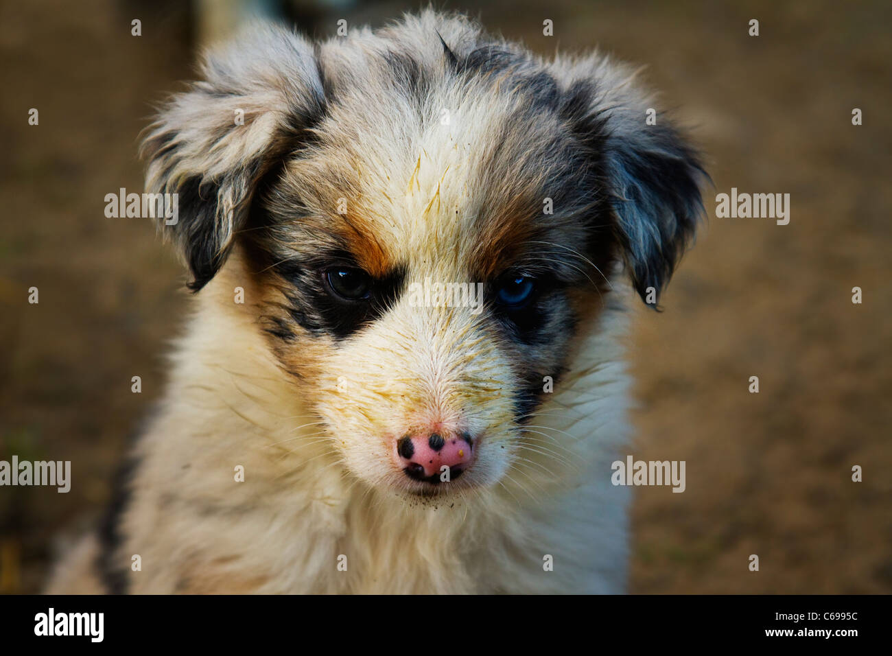 Sheep dog puppy Stock Photo - Alamy