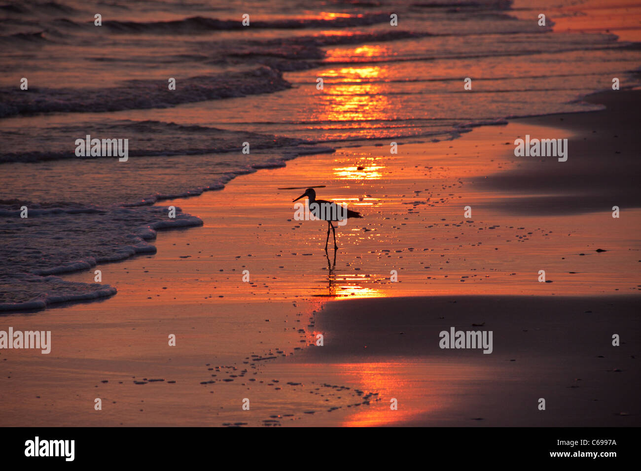 Florida alligator beach hi-res stock photography and images - Alamy