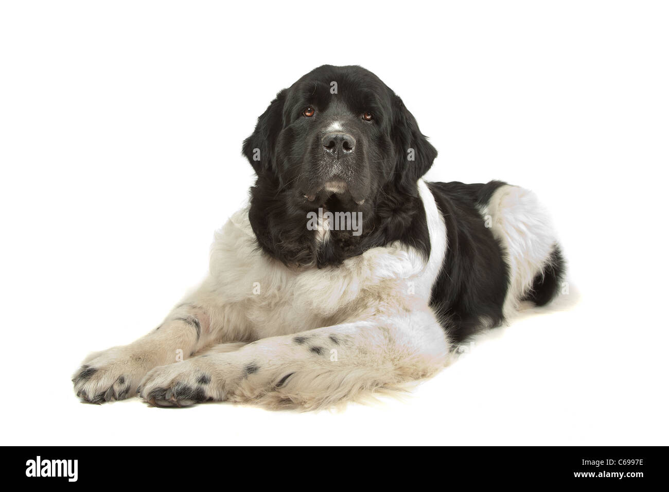 Landseer dog in front of a white background Stock Photo - Alamy