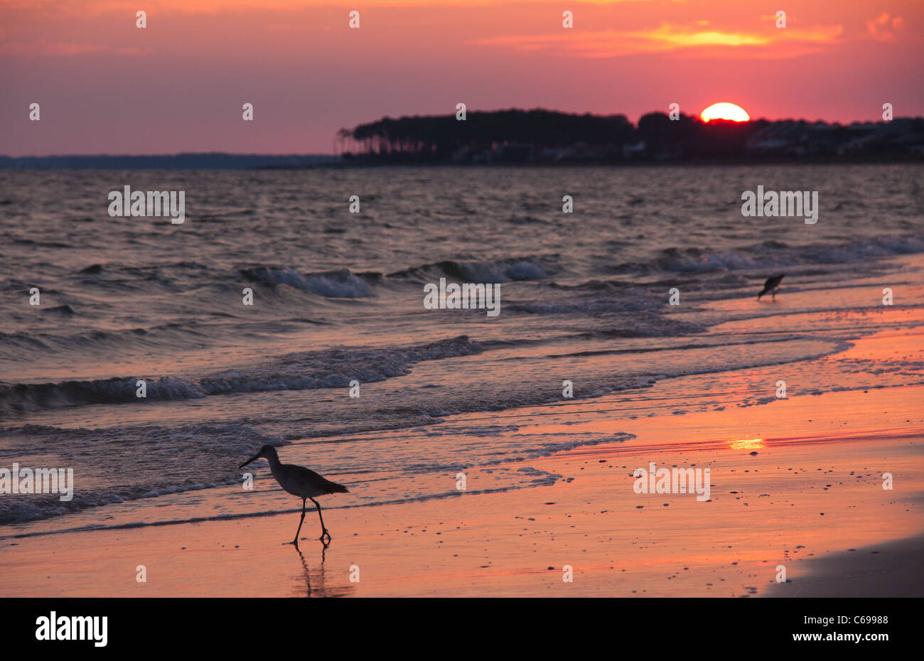 Florida alligator beach hi-res stock photography and images - Alamy