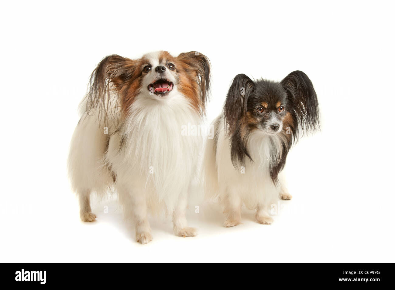 two Papillon dogs in front of a white background Stock Photo - Alamy