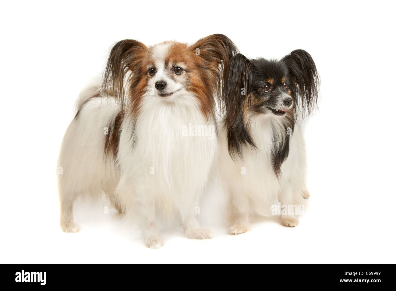 two Papillon dogs in front of a white background Stock Photo - Alamy
