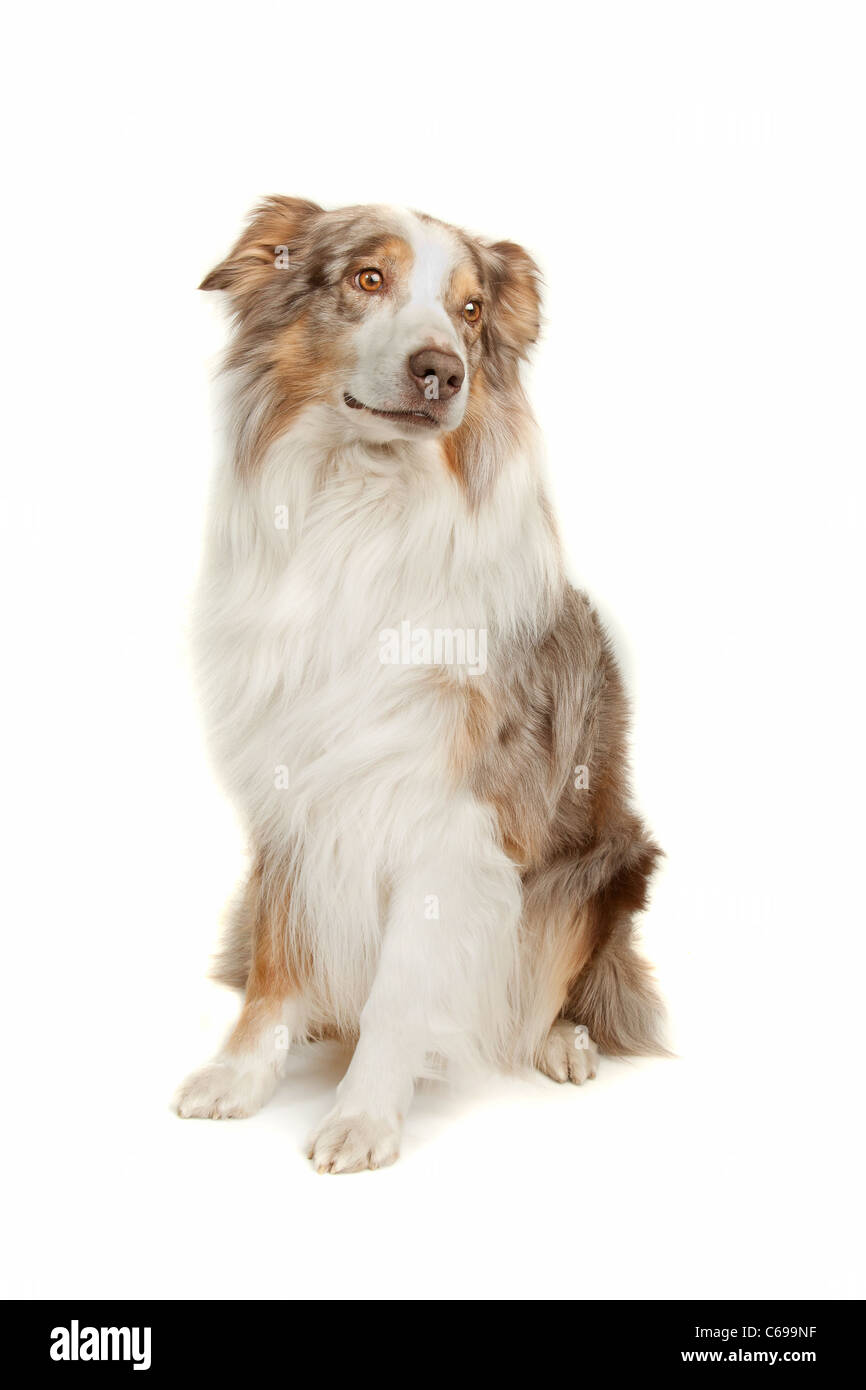 Australian Shepherd in front of a white background Stock Photo - Alamy