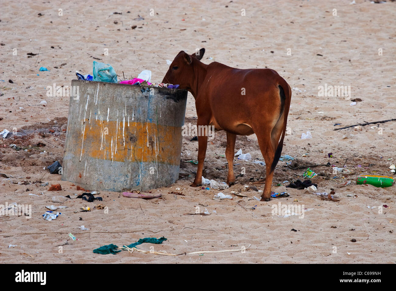 A heifer in India eating rubbish Stock Photo - Alamy