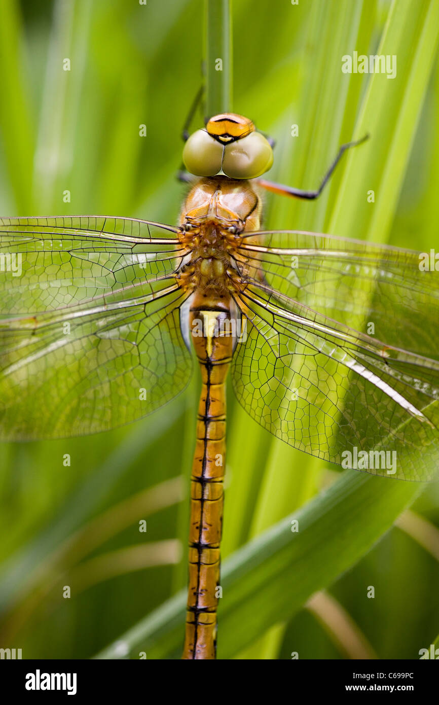 Norfolk Hawker Dragonfly Aeshna isosceles close up (rare Stock Photo ...