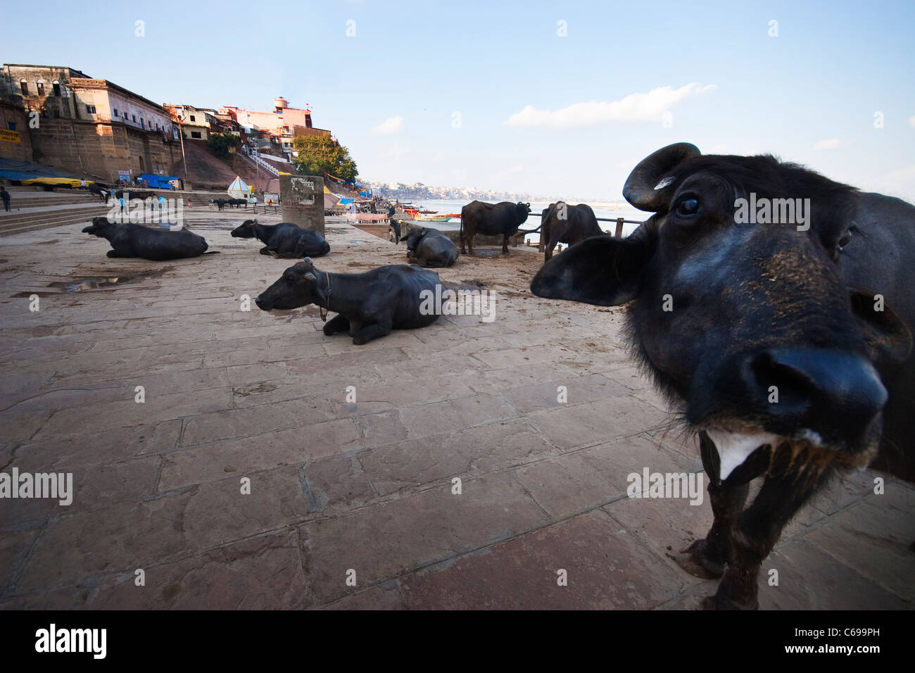 Sacred cattle on the ghats in Varanasi in India Stock Photo - Alamy