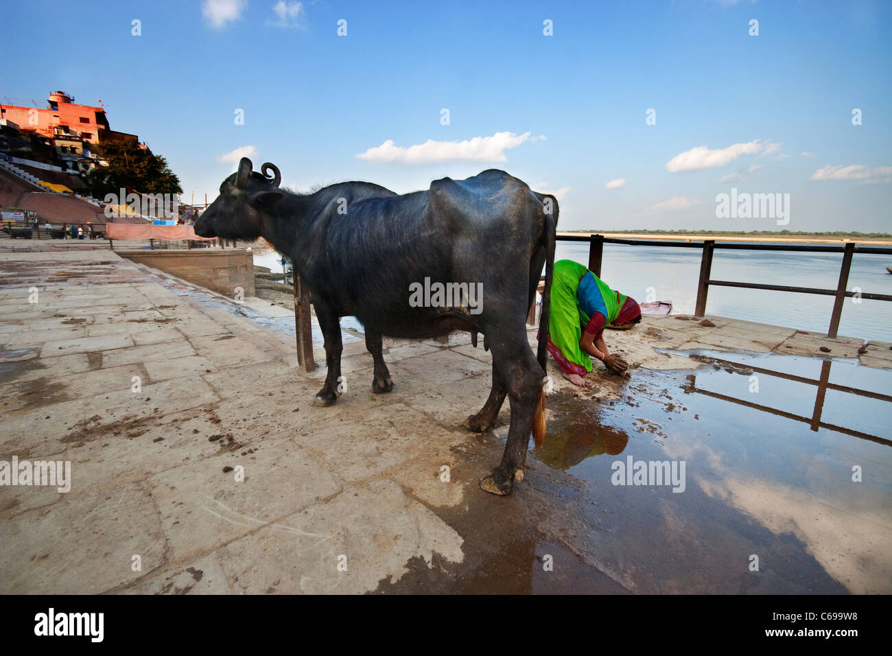 Indian woman collecting cow dung for burning on the ghats in Varanasi ...