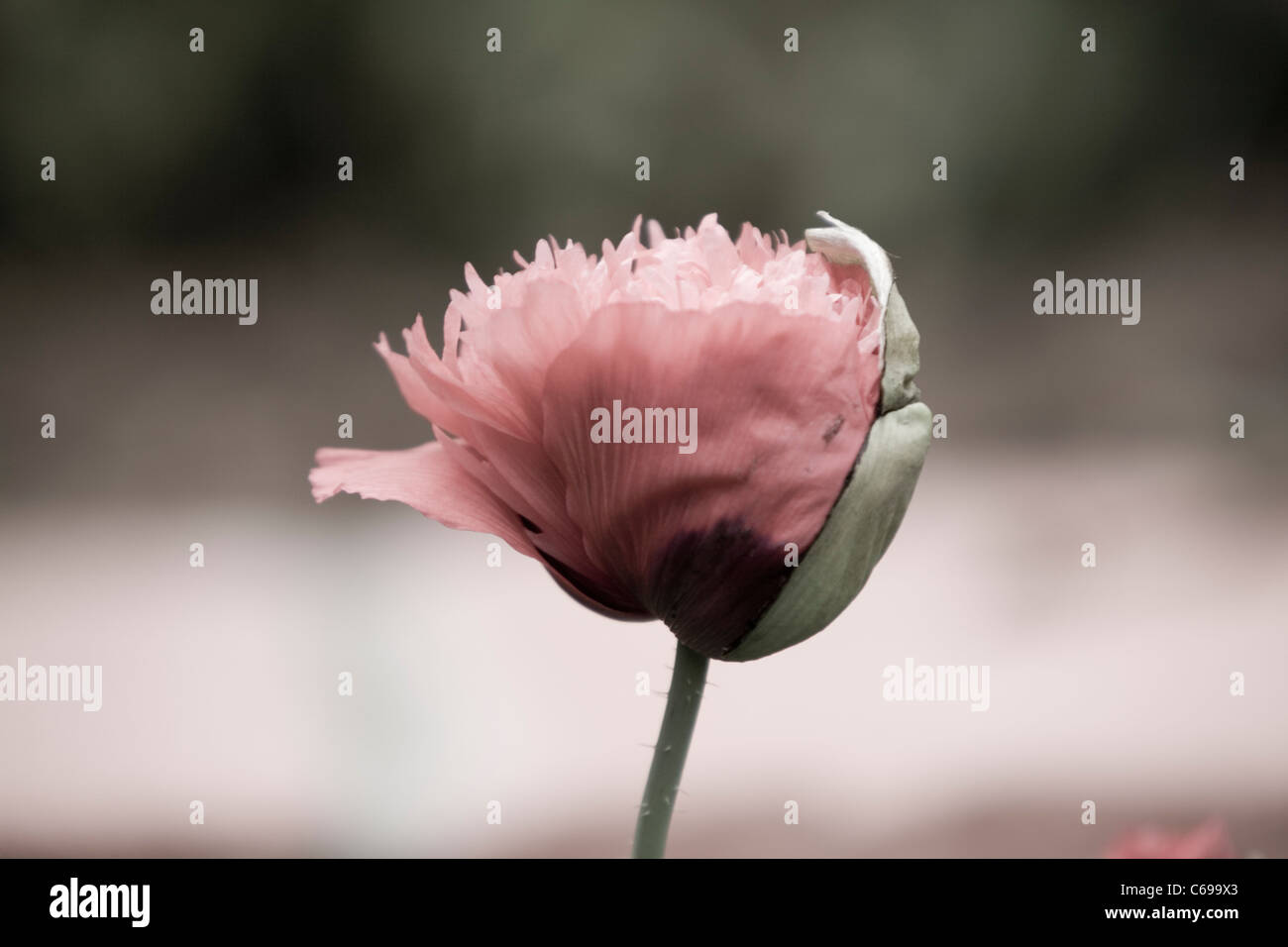 Opium Poppy (Papaver somniferum), colour muted Stock Photo - Alamy