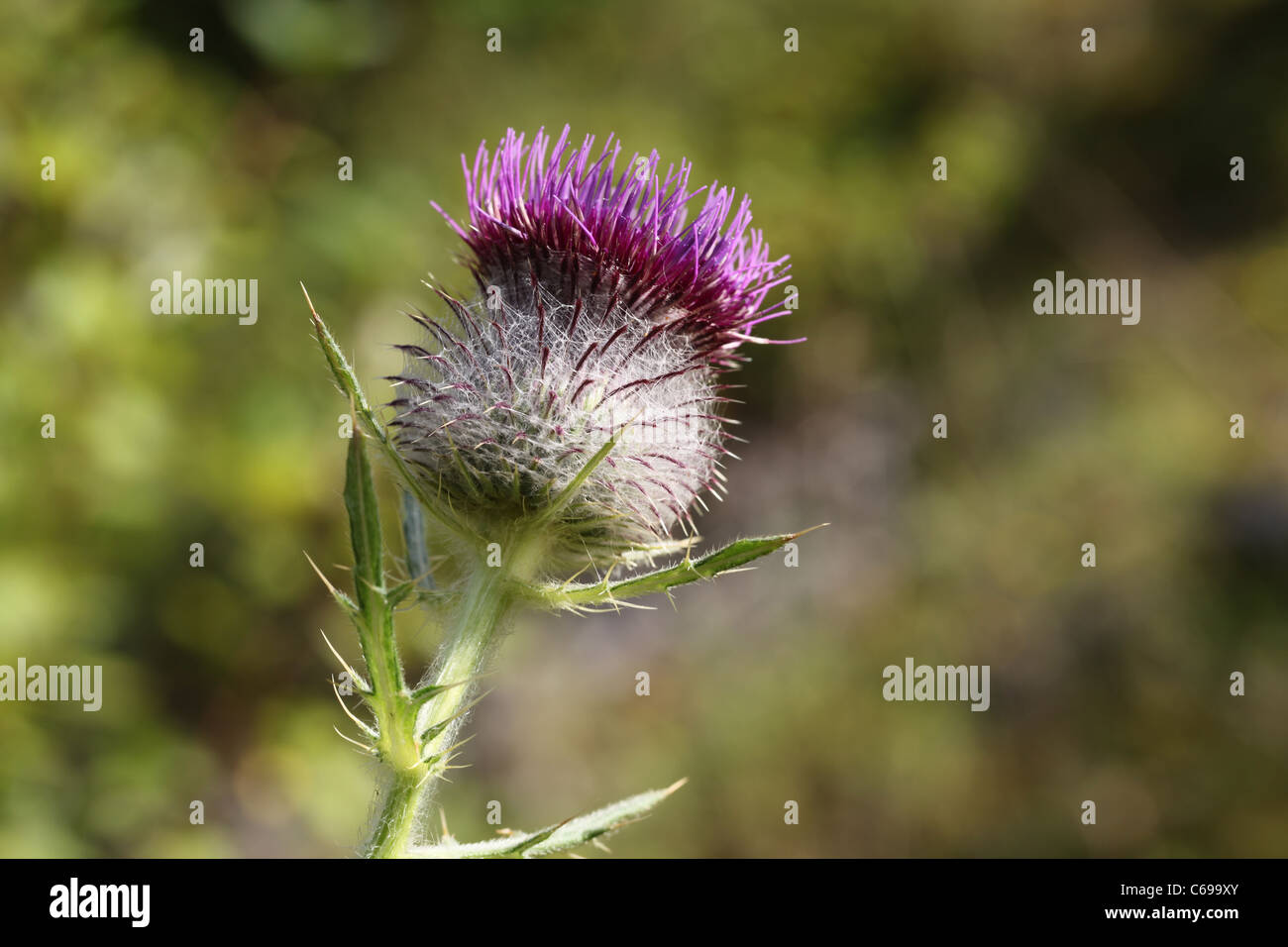 Woolly Thistle at Coombs Dale in the Peak District National Park Stock ...