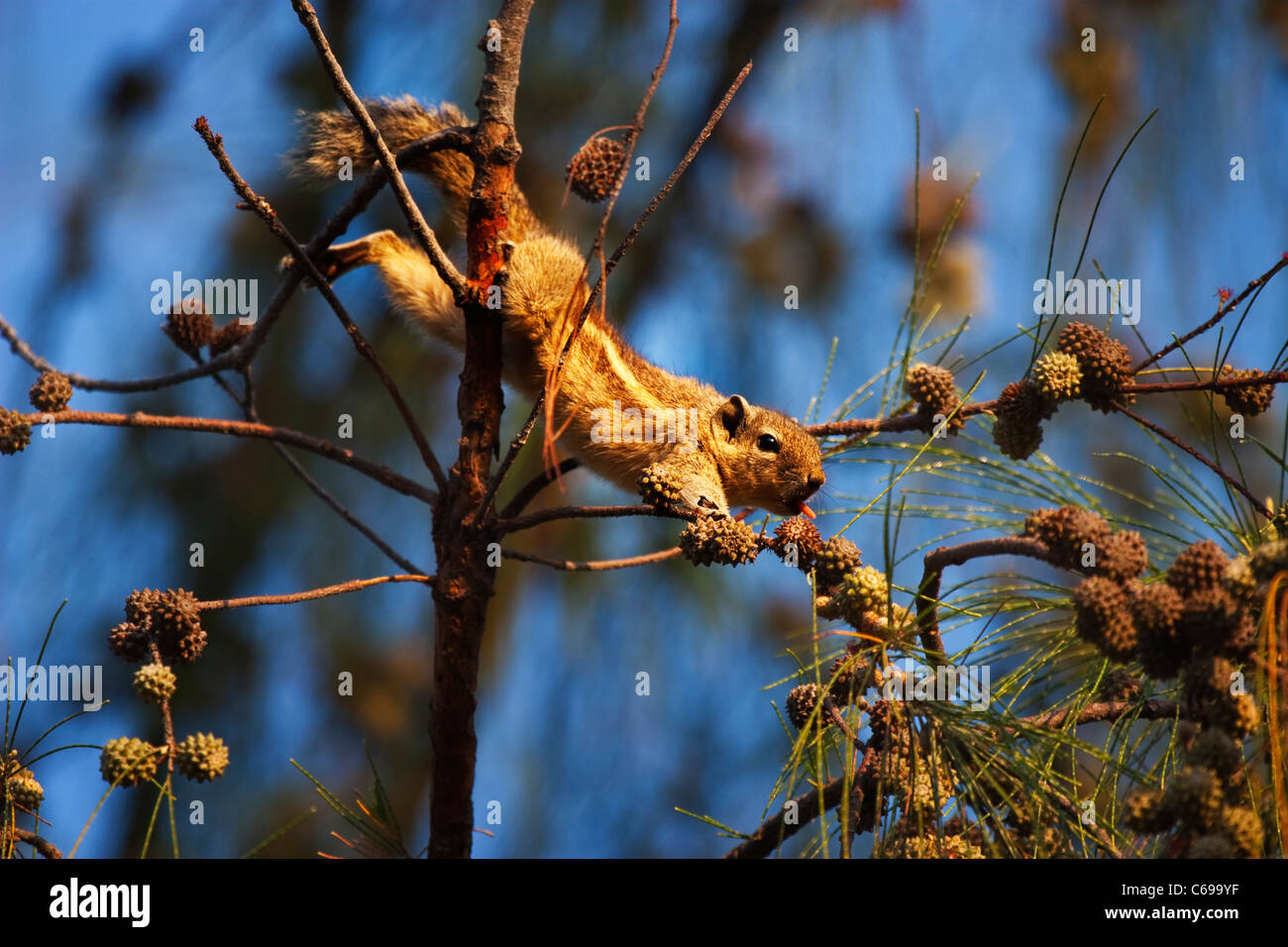 Chipmunk tamis animal hi-res stock photography and images - Alamy