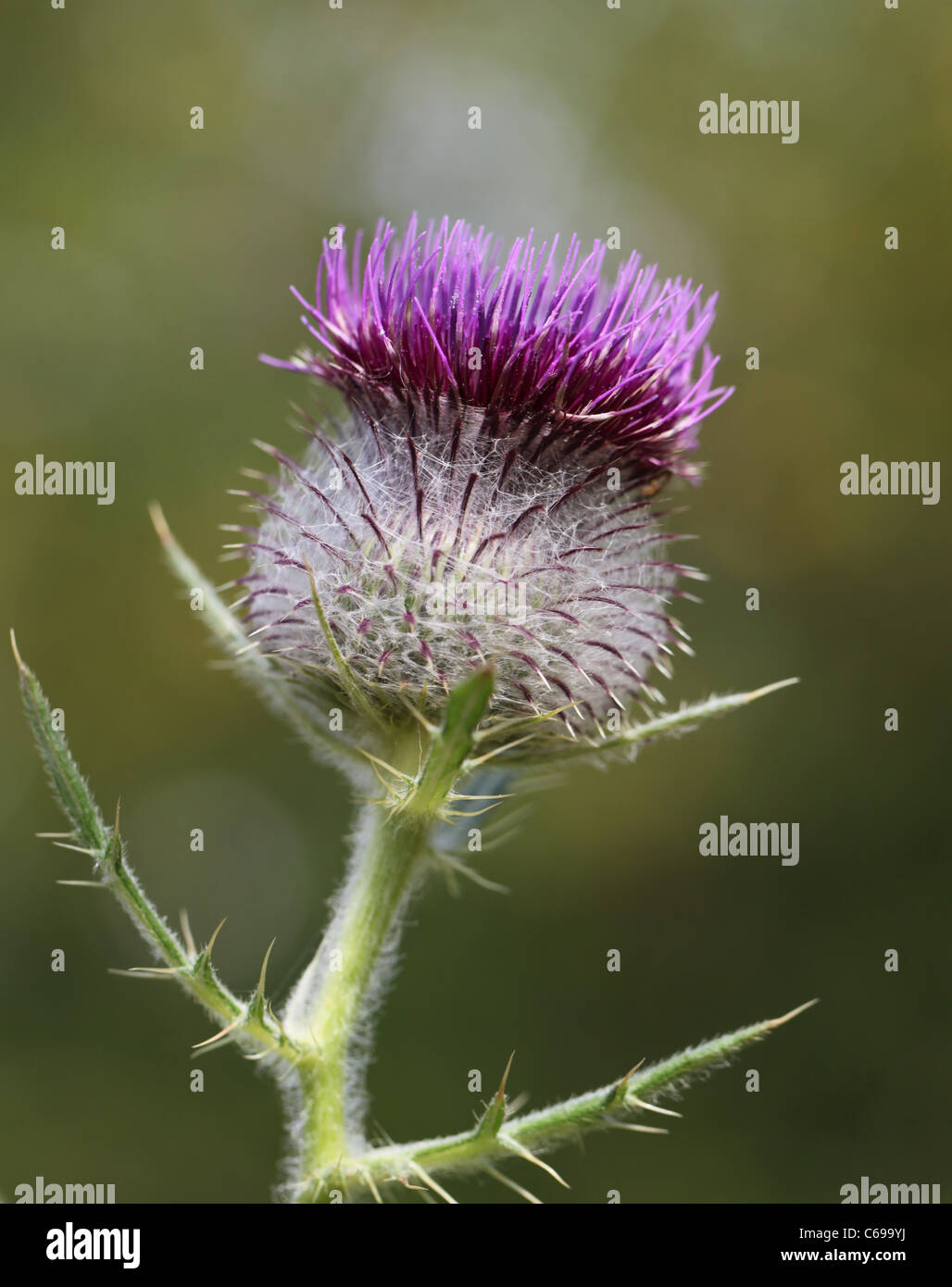 Wild Flower Derbyshire Stock Photos & Wild Flower Derbyshire Stock ...