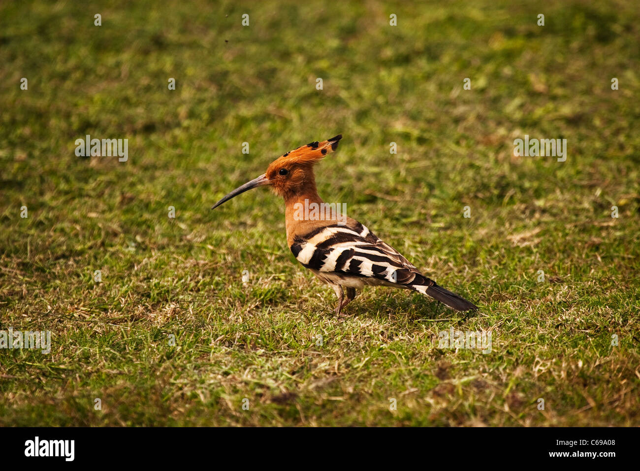 Upupa upupa hi-res stock photography and images - Alamy