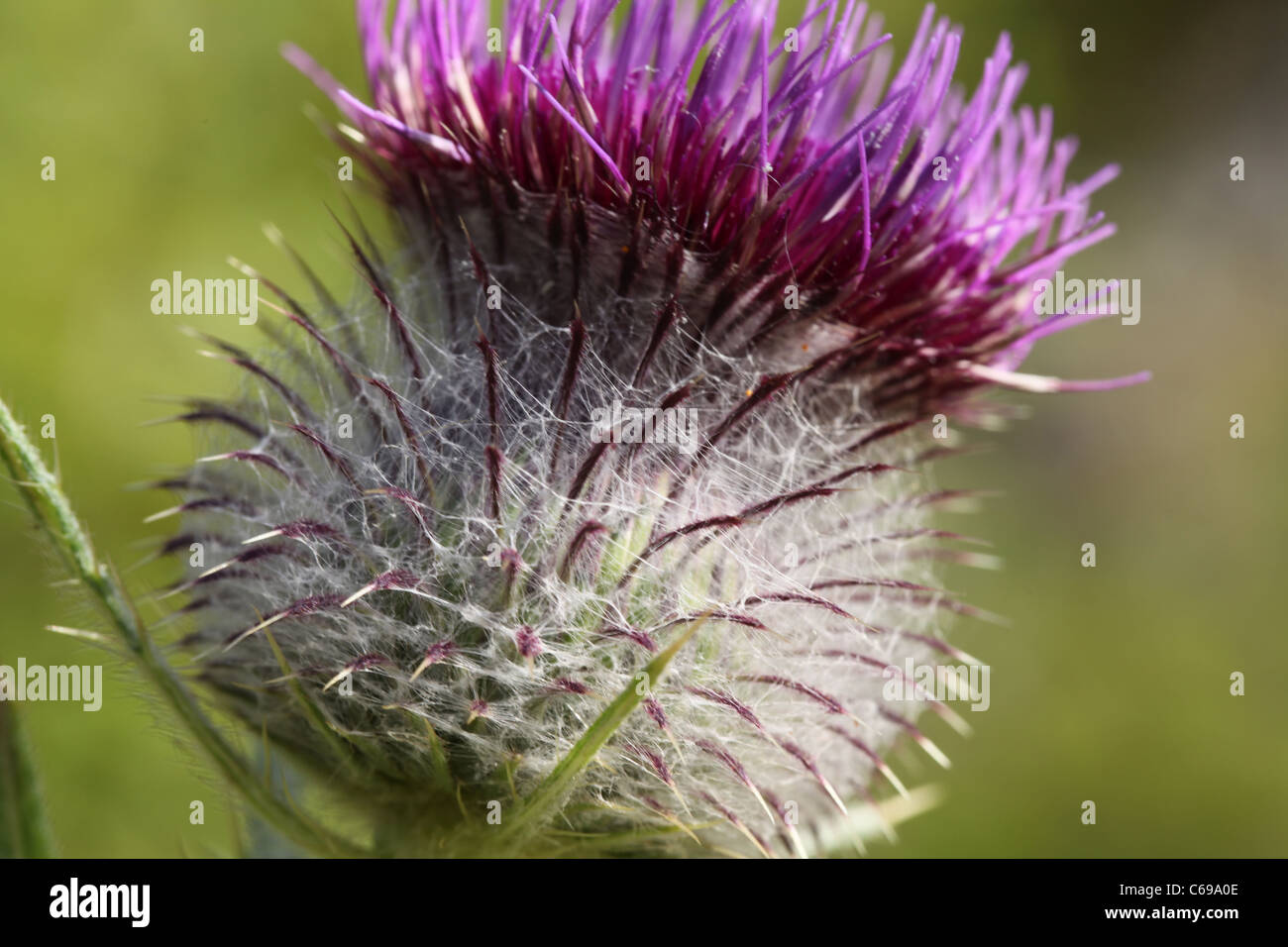 Woolly Thistle at Coombs Dale in the Peak District National Park Stock ...
