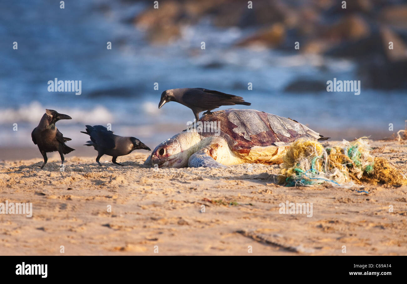 House crows feeding on dead turtle Stock Photo - Alamy