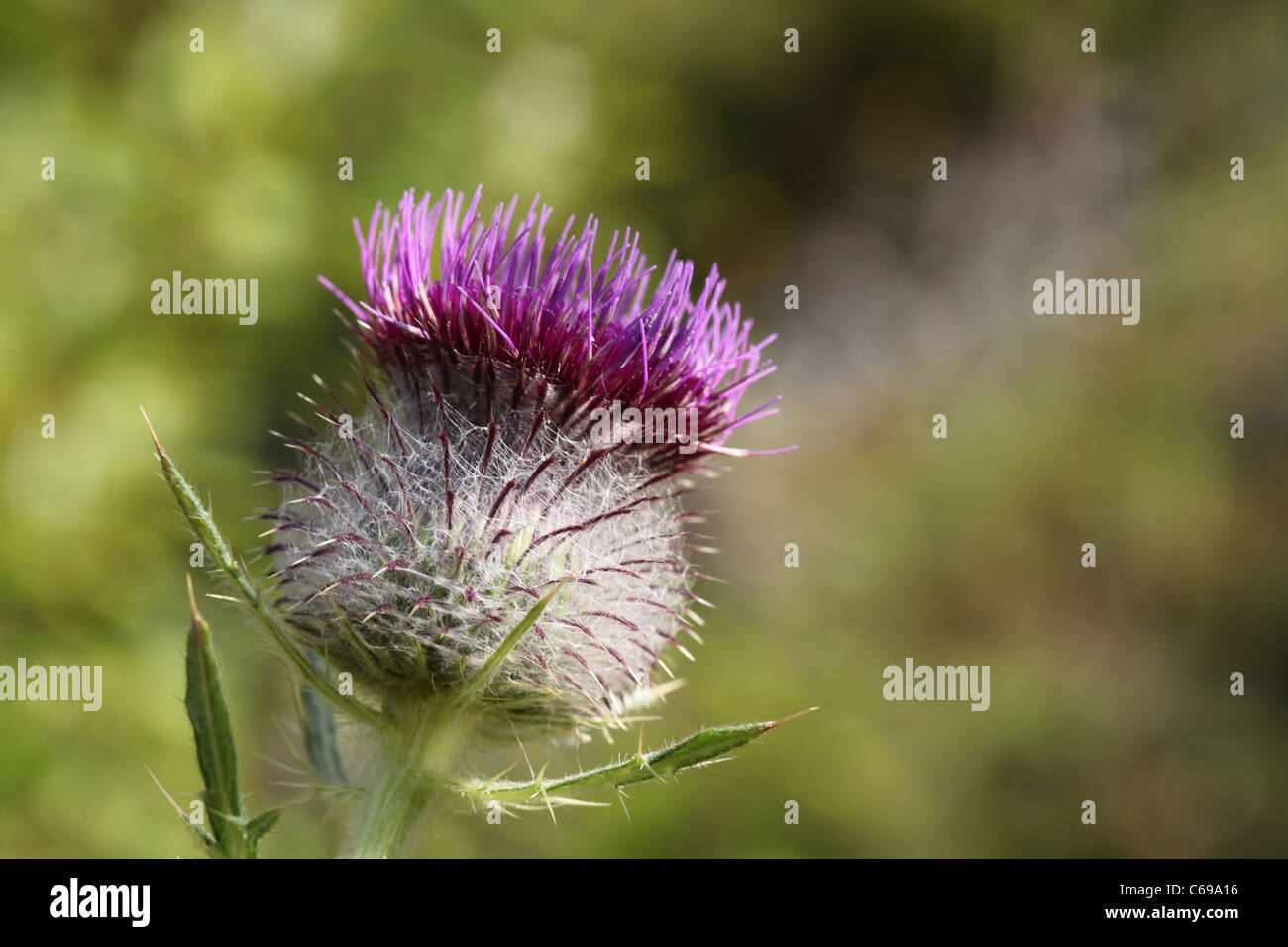 Woolly Thistle at Coombs Dale in the Peak District National Park Stock ...