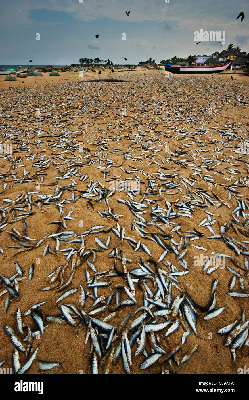 Fish drying on an Indian beach Stock Photo - Alamy