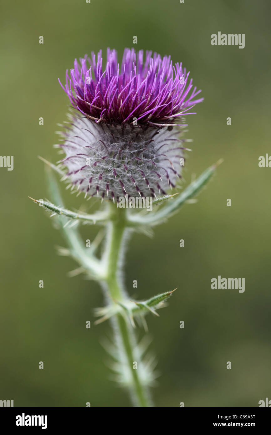 Woolly Thistle at Coombs Dale in the Peak District National Park Stock ...