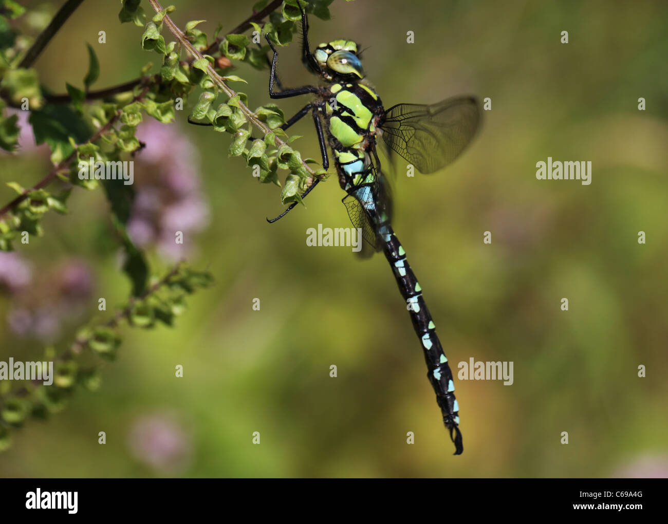 A Male Southern Hawker Dragonfly Aeshna Cyanea Stock Photo - Alamy