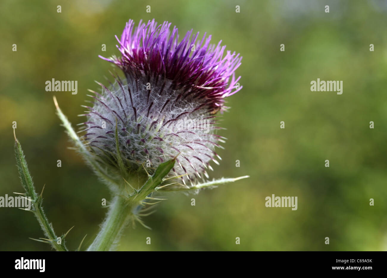 Woolly Thistle at Coombs Dale in the Peak District National Park Stock ...
