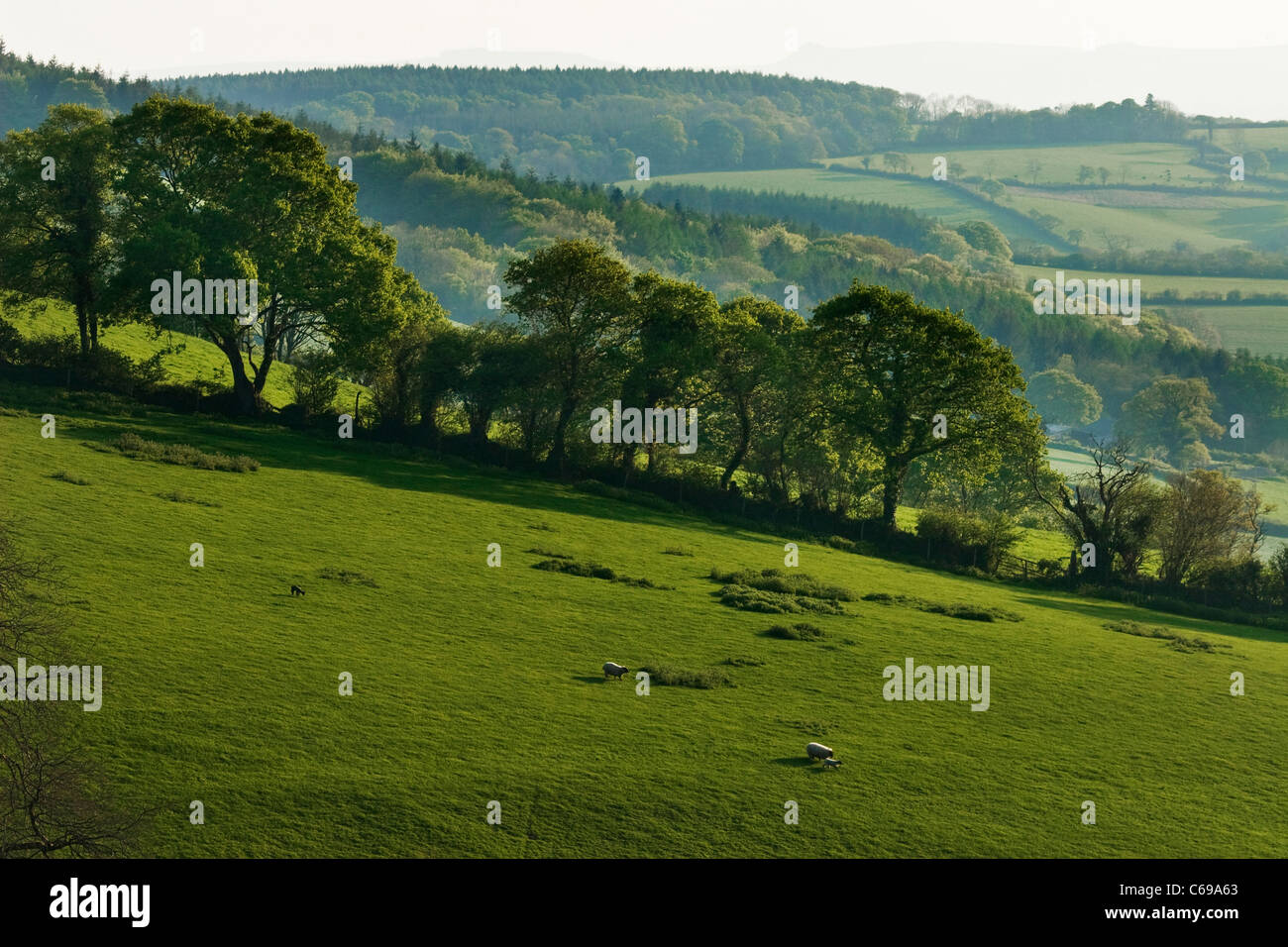 Green fields of devon hi-res stock photography and images - Alamy