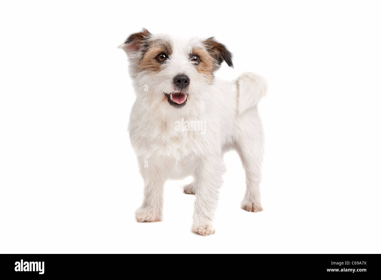 jack russel terrier dog on a white background Stock Photo - Alamy