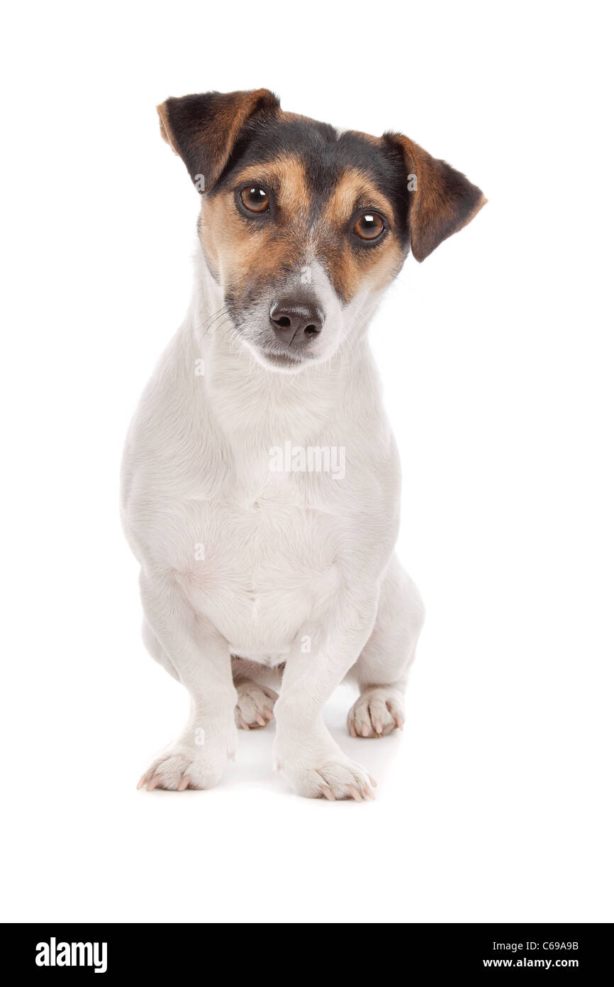 jack russel terrier dog on a white background Stock Photo - Alamy