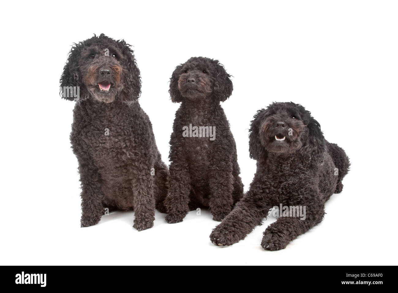 two labradoodle and one poodle dog in front of white Stock Photo - Alamy