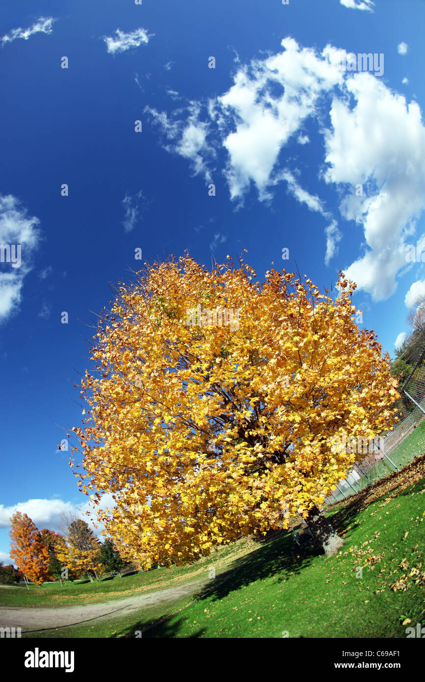 Blue sky with clouds and tree hi-res stock photography and images - Alamy