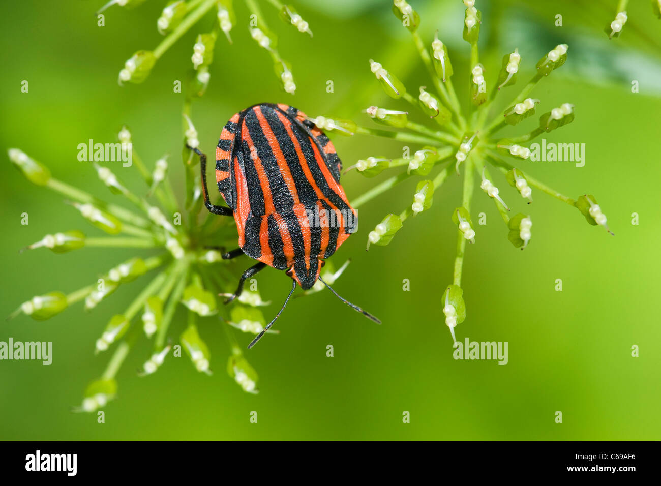 The shield bug Graphosoma lineatum from the family Pentatomidae Stock ...