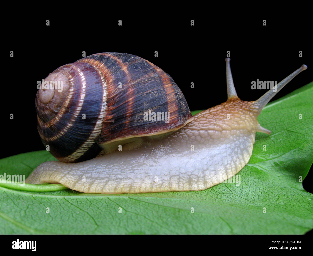 Slithery animals hi-res stock photography and images - Alamy