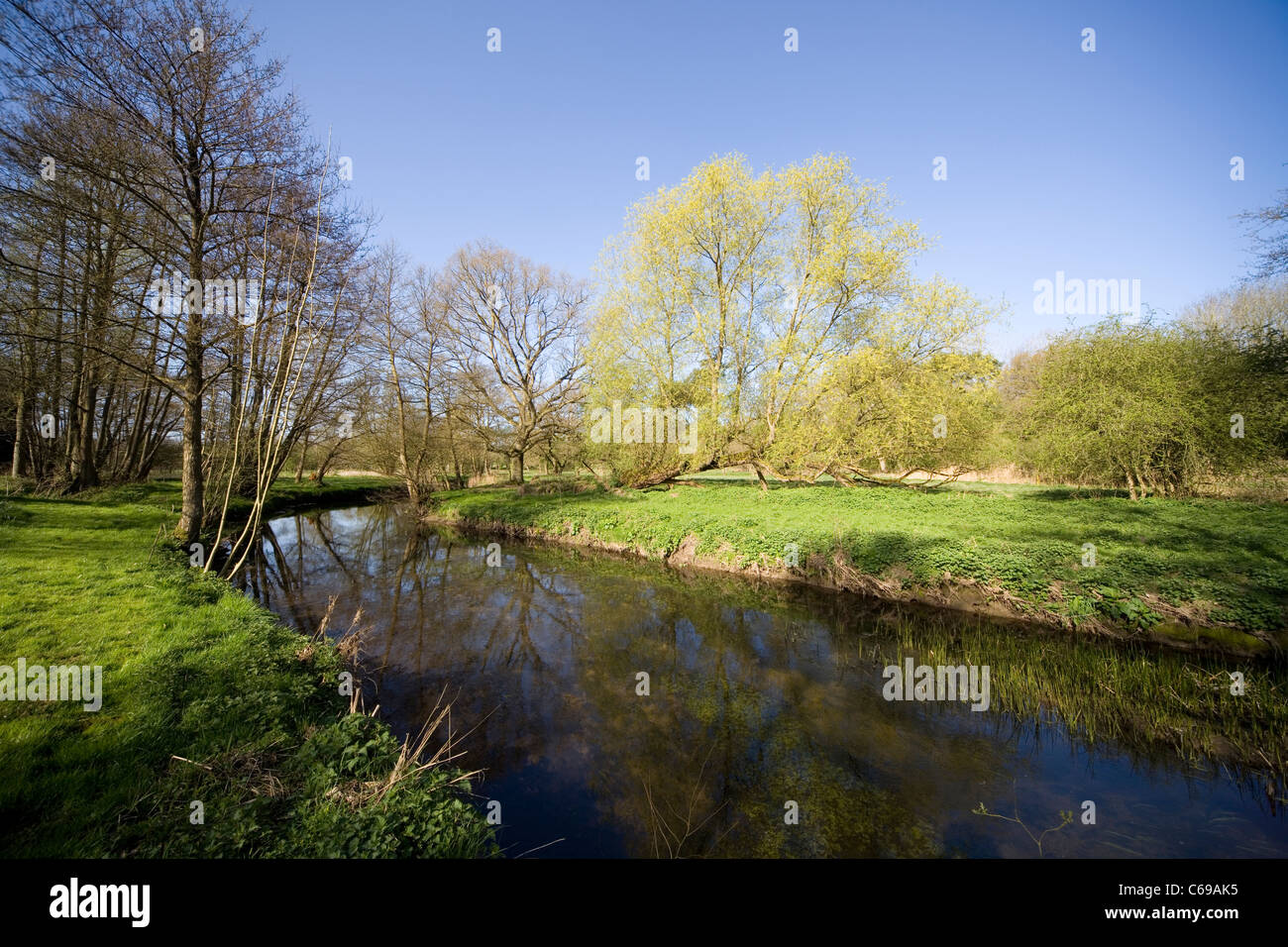 River Tas Norfolk UK - Small River in Spring Stock Photo - Alamy
