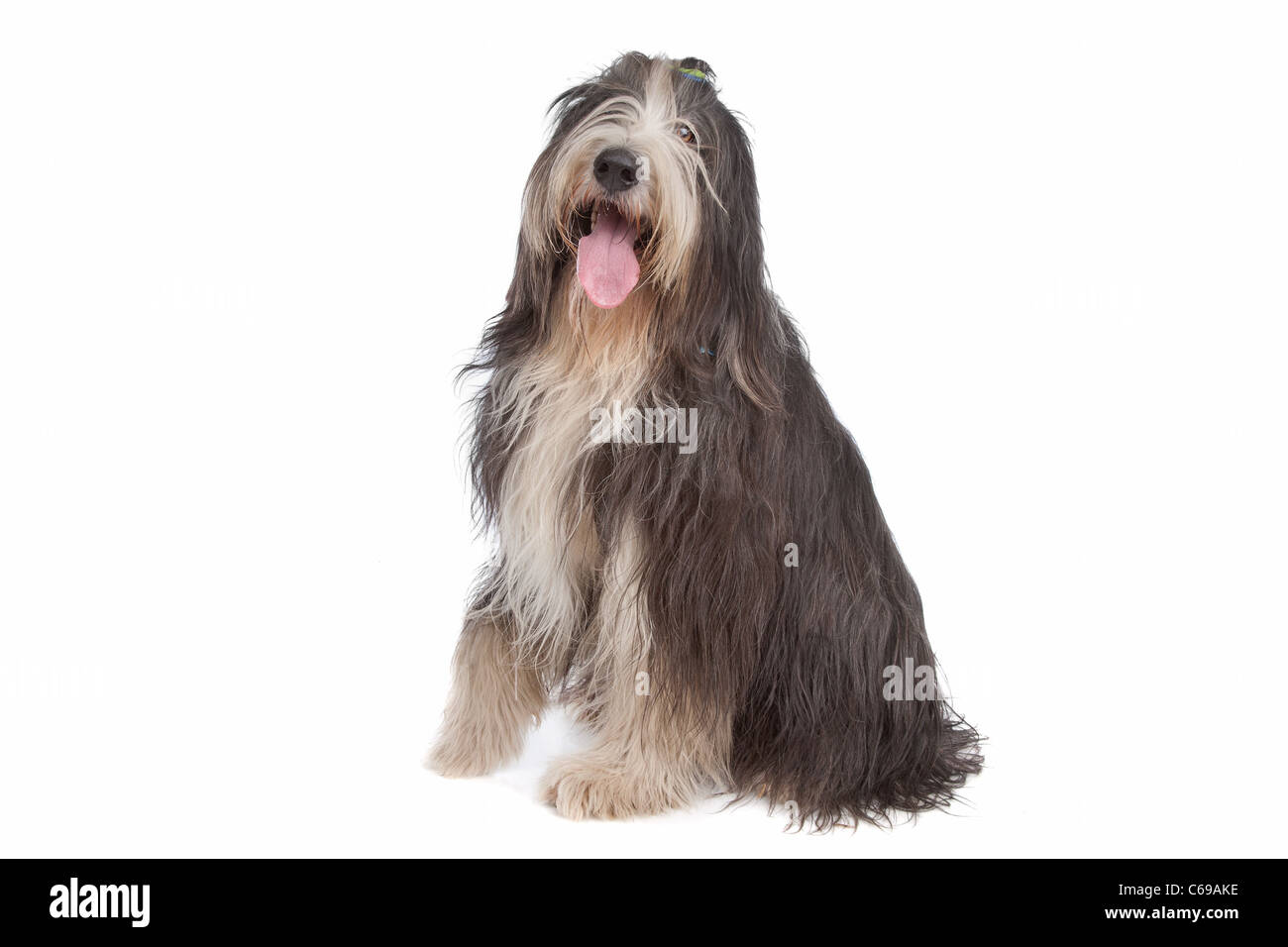 Bearded collie hi-res stock photography and images - Alamy