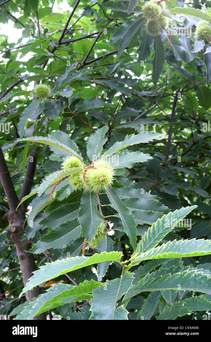 Chestnut seed pods hi-res stock photography and images - Alamy