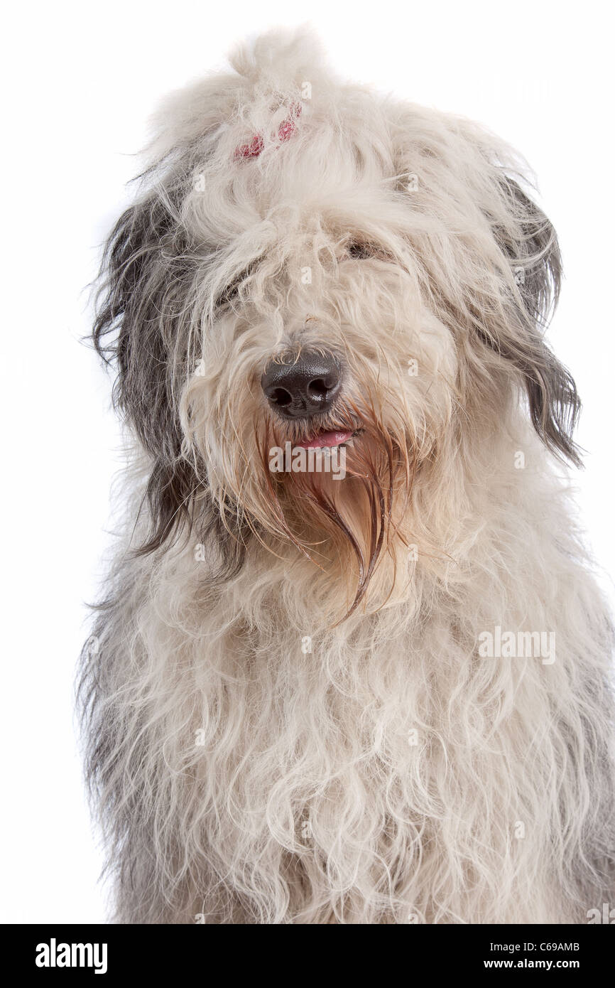 Old English Sheepdog in front of a white background Stock Photo - Alamy