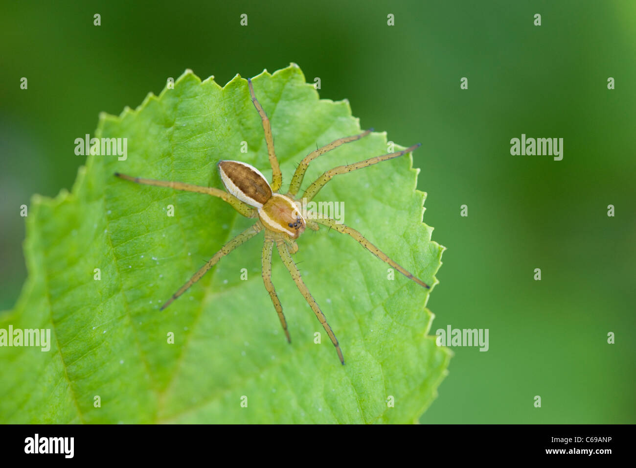 Raft spider (dolomedes fimbriatus Stock Photo - Alamy