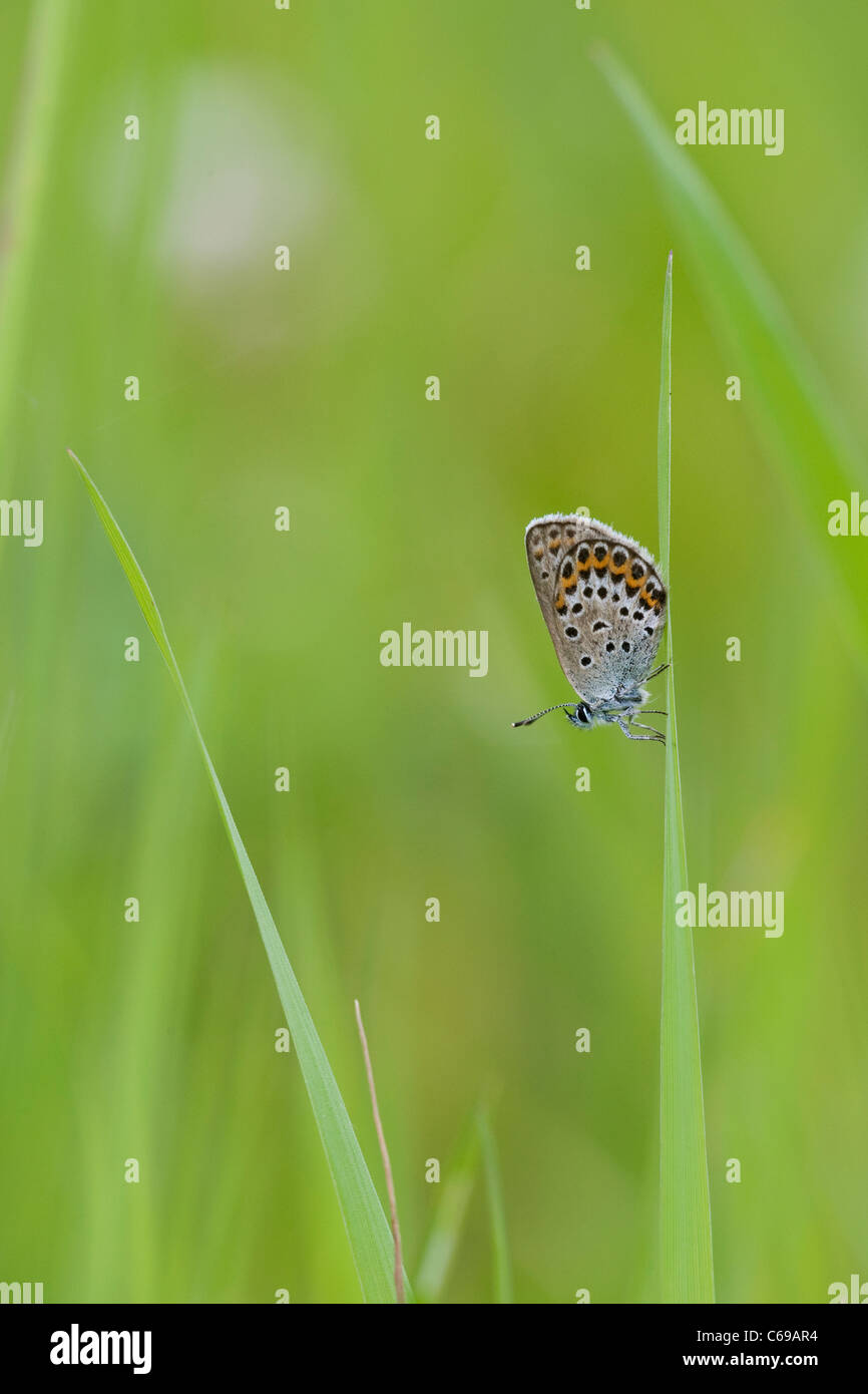 Idas blue butterfly hi-res stock photography and images - Alamy