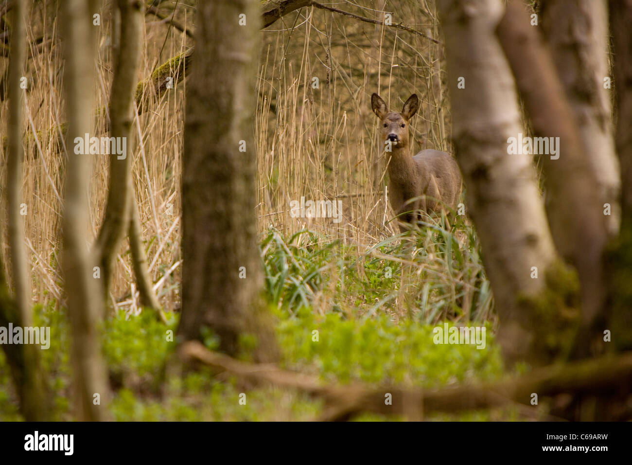 Curious Western roe deer in woodland (Capreolus capreolus Stock Photo ...