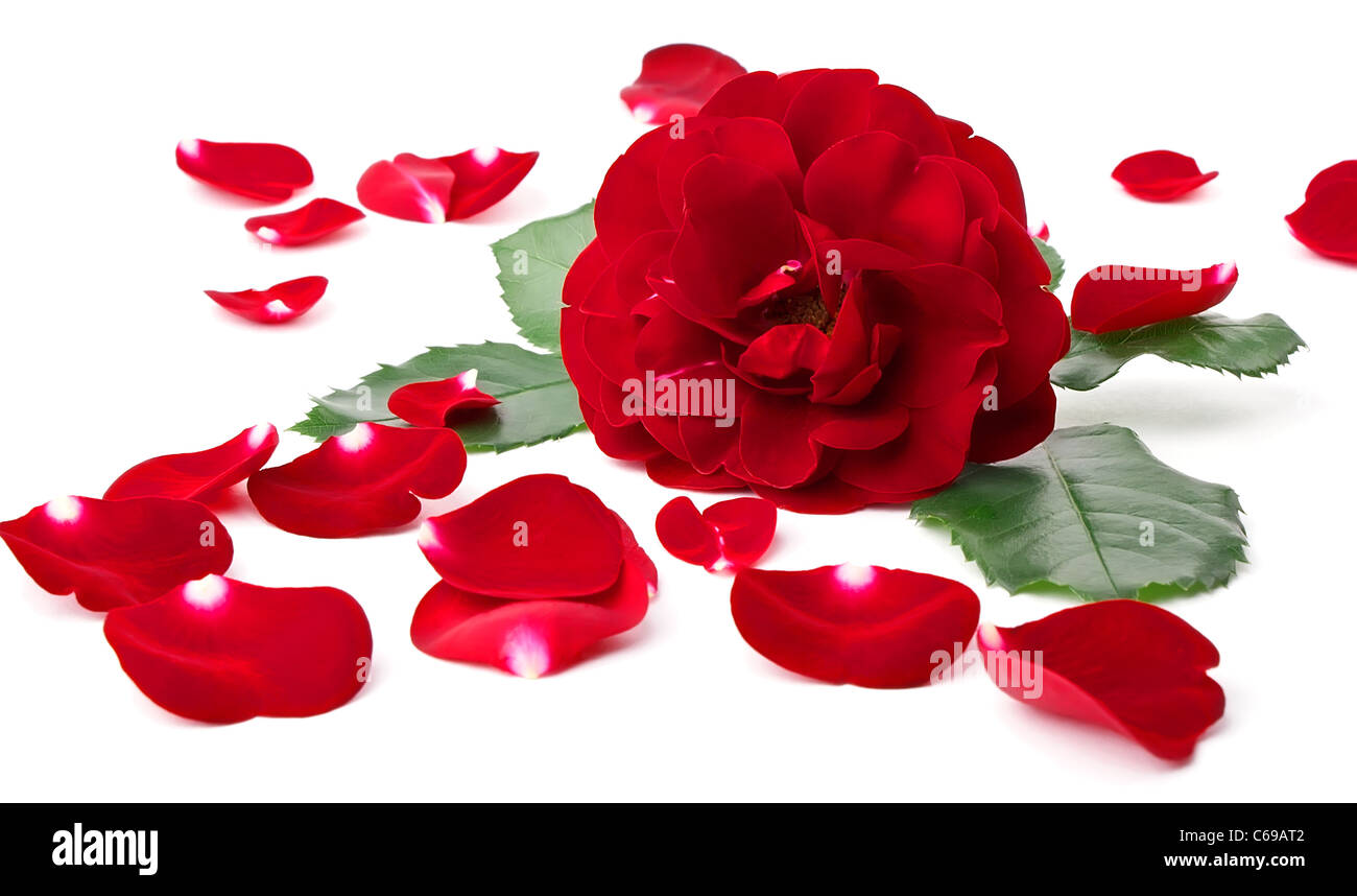 Wild rose with petals around isolated on white background Stock Photo ...