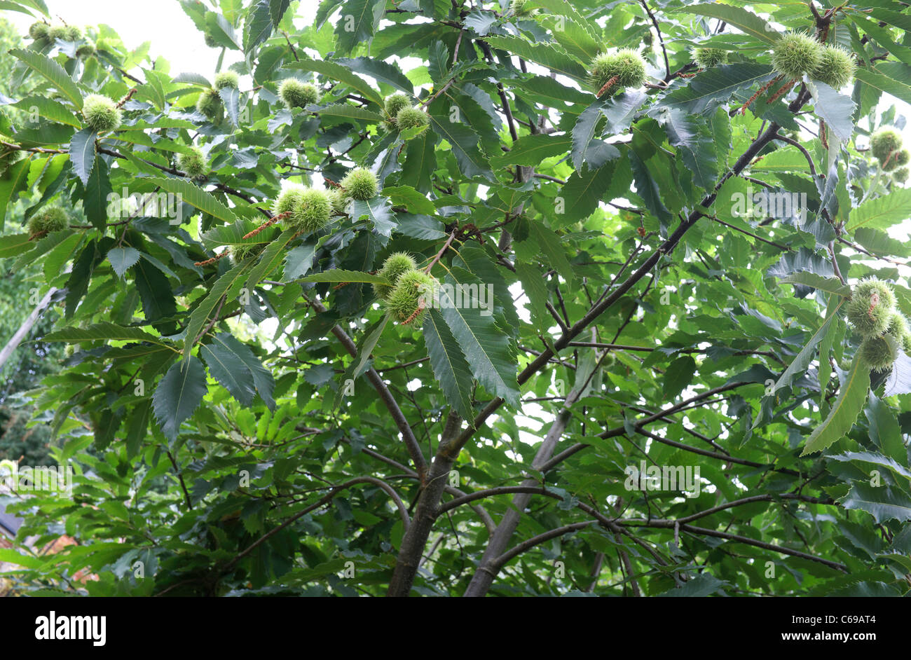 Chestnuts growing trees hi-res stock photography and images - Alamy