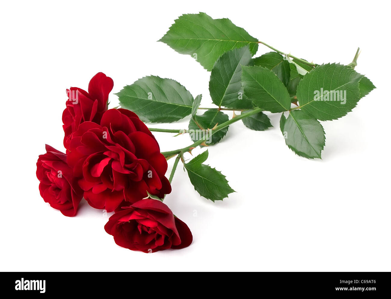 Wild red rose isolated on white background Stock Photo - Alamy