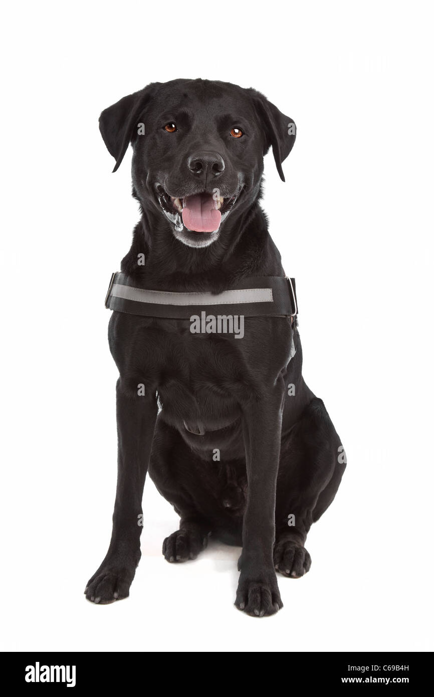 mix breed dog, Labrador, Rottweiler, in front of white background Stock ...