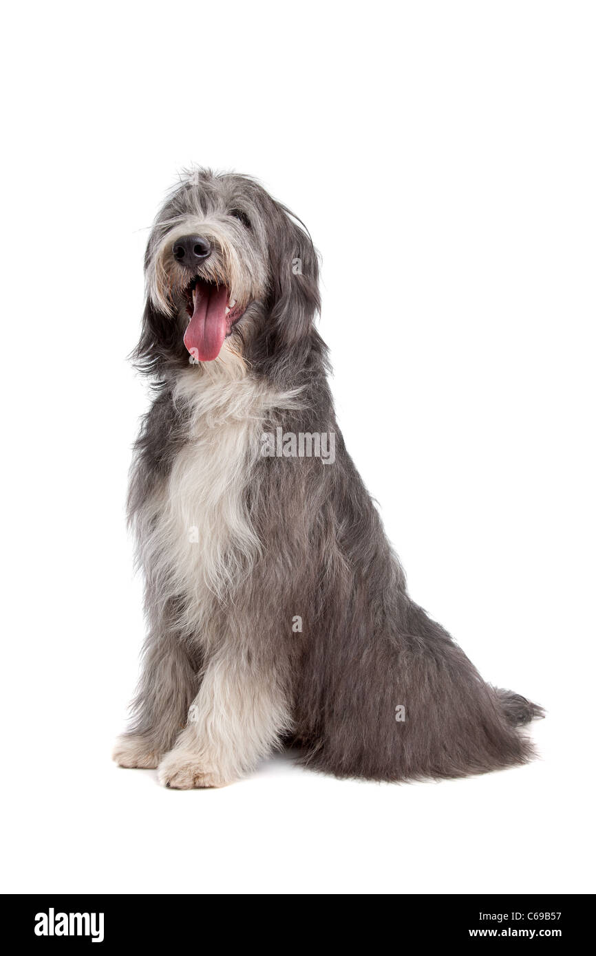 Bearded Collie in front of a white background Stock Photo - Alamy
